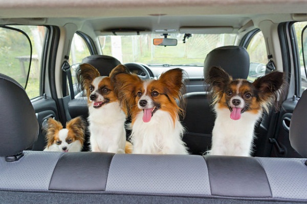 Things to consider when buying a pet-friendly car