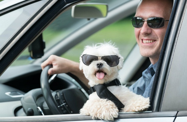 Essential tips to keep in mind when driving with dogs